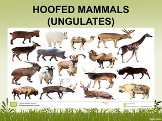 CLASSIFICATION OF ANIMALS Grade six open to all | PPTX