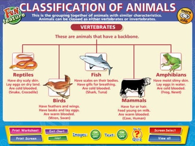 CLASSIFICATION OF ANIMALS Grade six open to all | PPTX | Reptiles | Pets