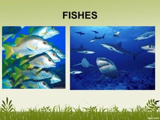 CLASSIFICATION OF ANIMALS Grade six open to all | PPTX