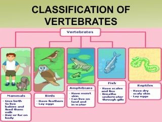CLASSIFICATION OF ANIMALS Grade six open to all | PPTX
