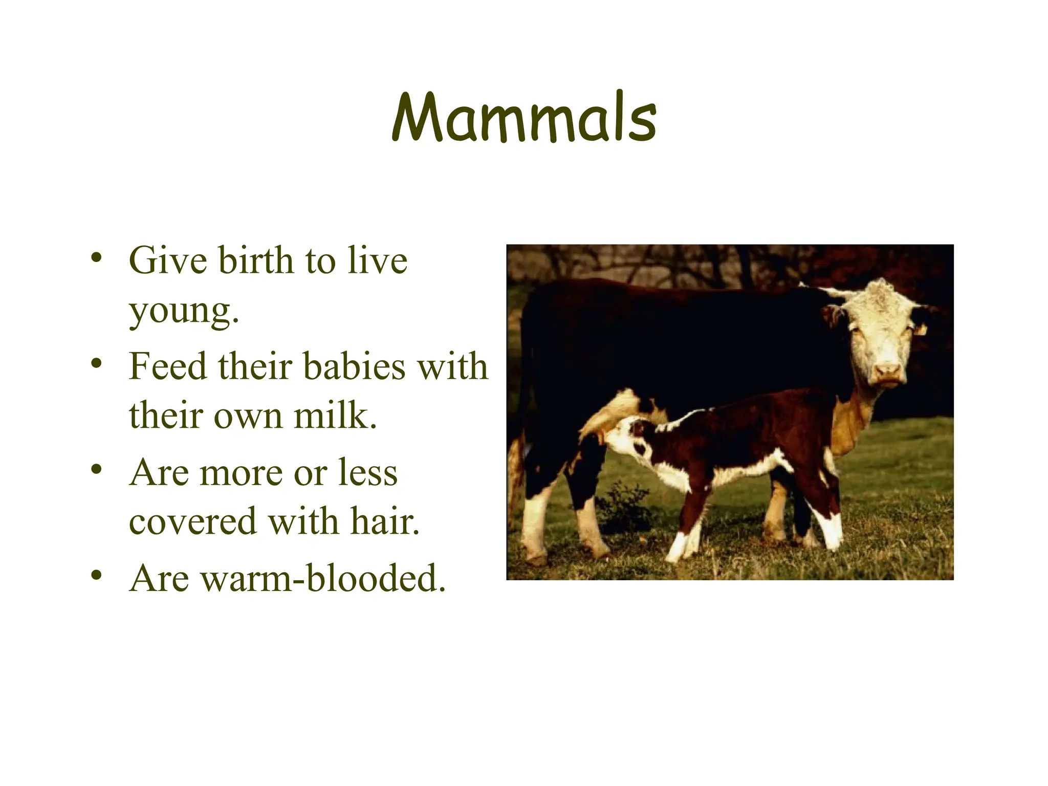 classification of animals.and plantspptx | PPT