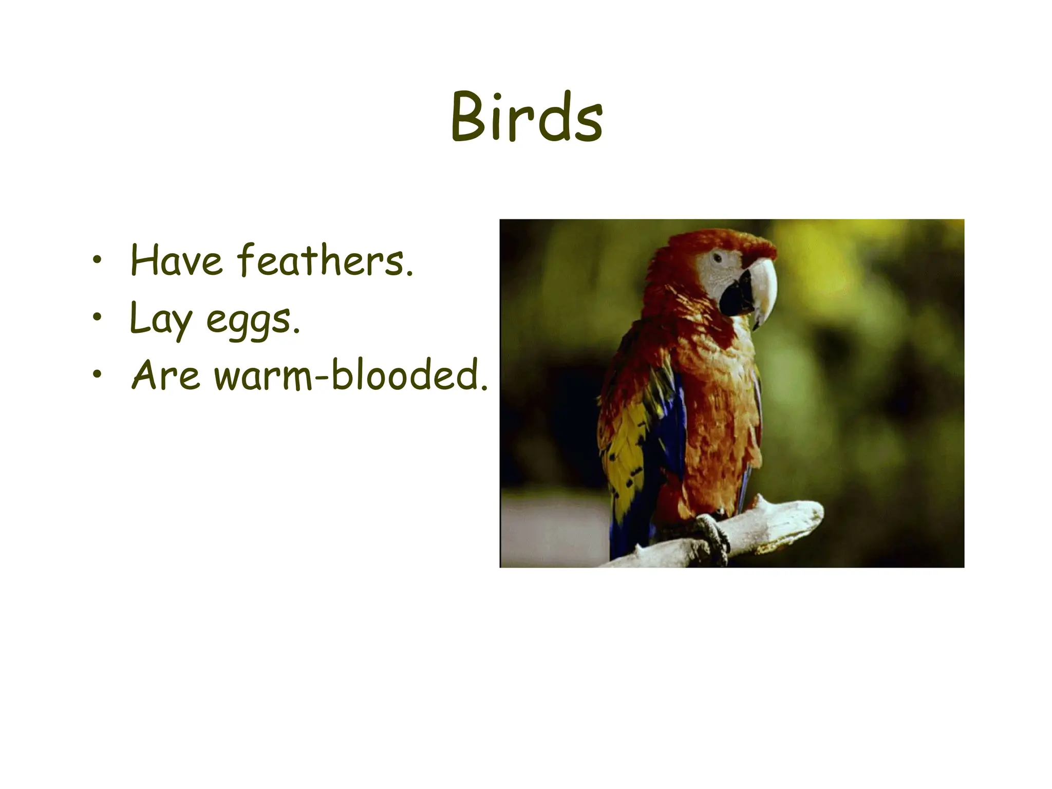 classification of animals.and plantspptx | PPT