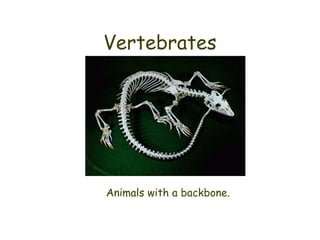 classification of animals.and plantspptx | PPT