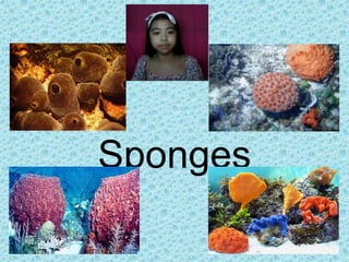 Classification of Animals-Seanna Sofiah Santillan.ppt