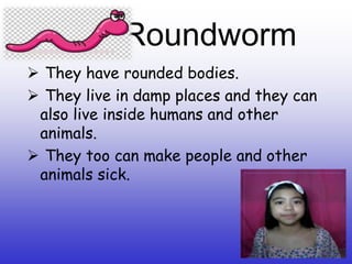 Classification of Animals-Seanna Sofiah Santillan.ppt