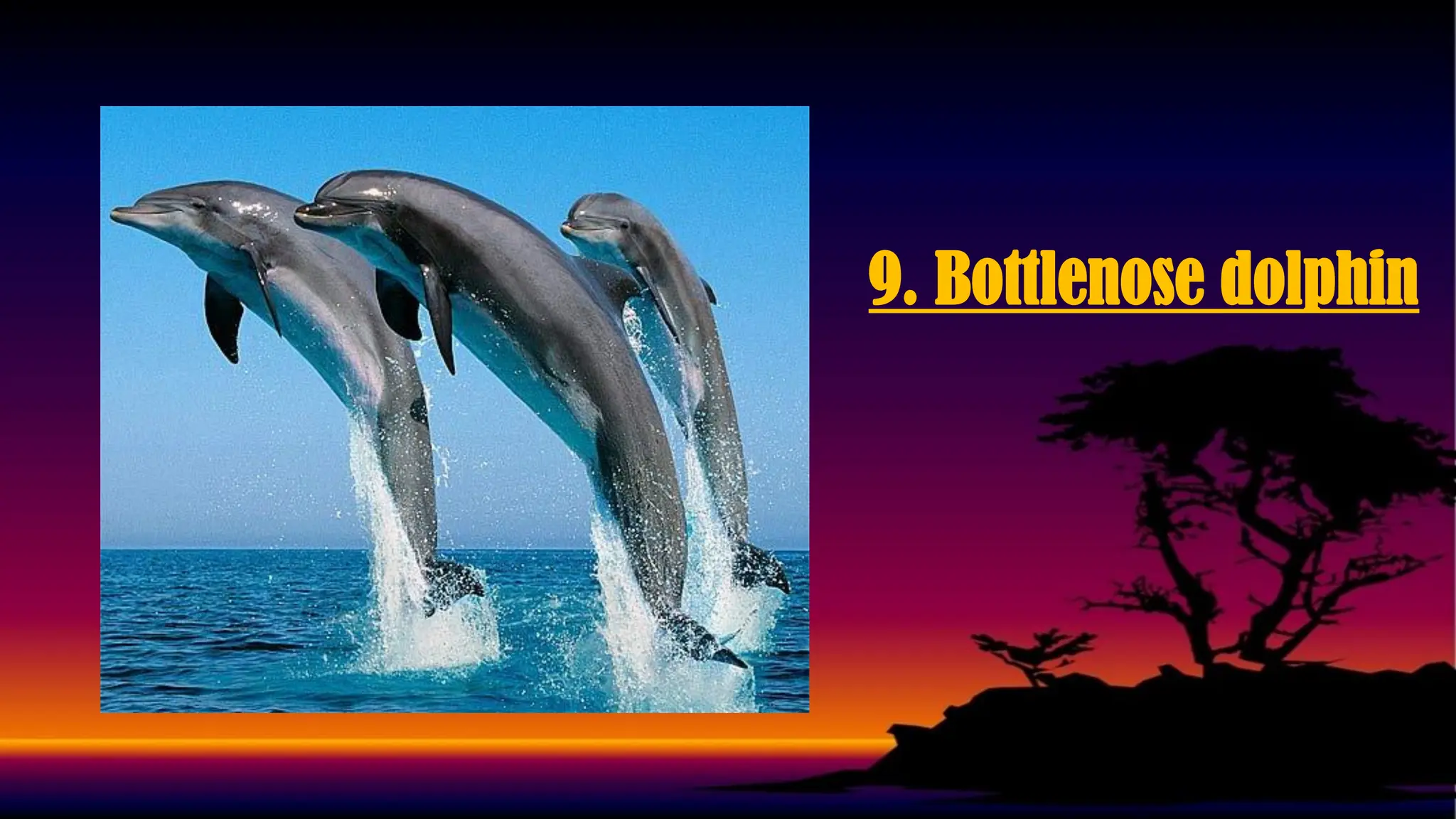 Classification of Animals - Vertebrates and Invertebrates with activity.pdf