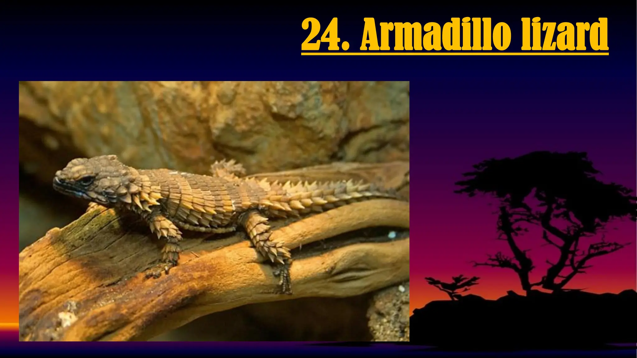 Classification of Animals - Vertebrates and Invertebrates with activity.pdf