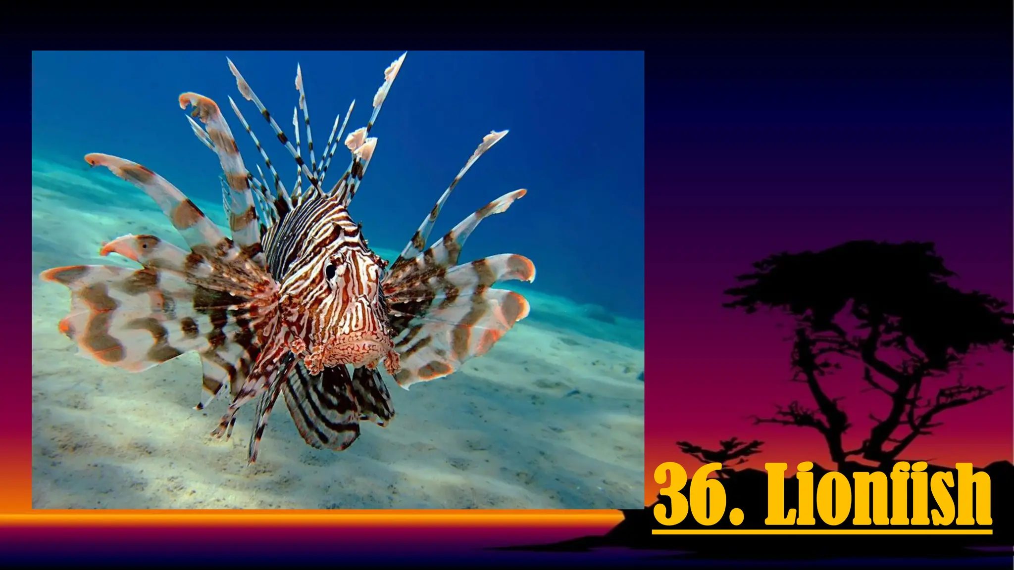 Classification of Animals - Vertebrates and Invertebrates with activity.pdf