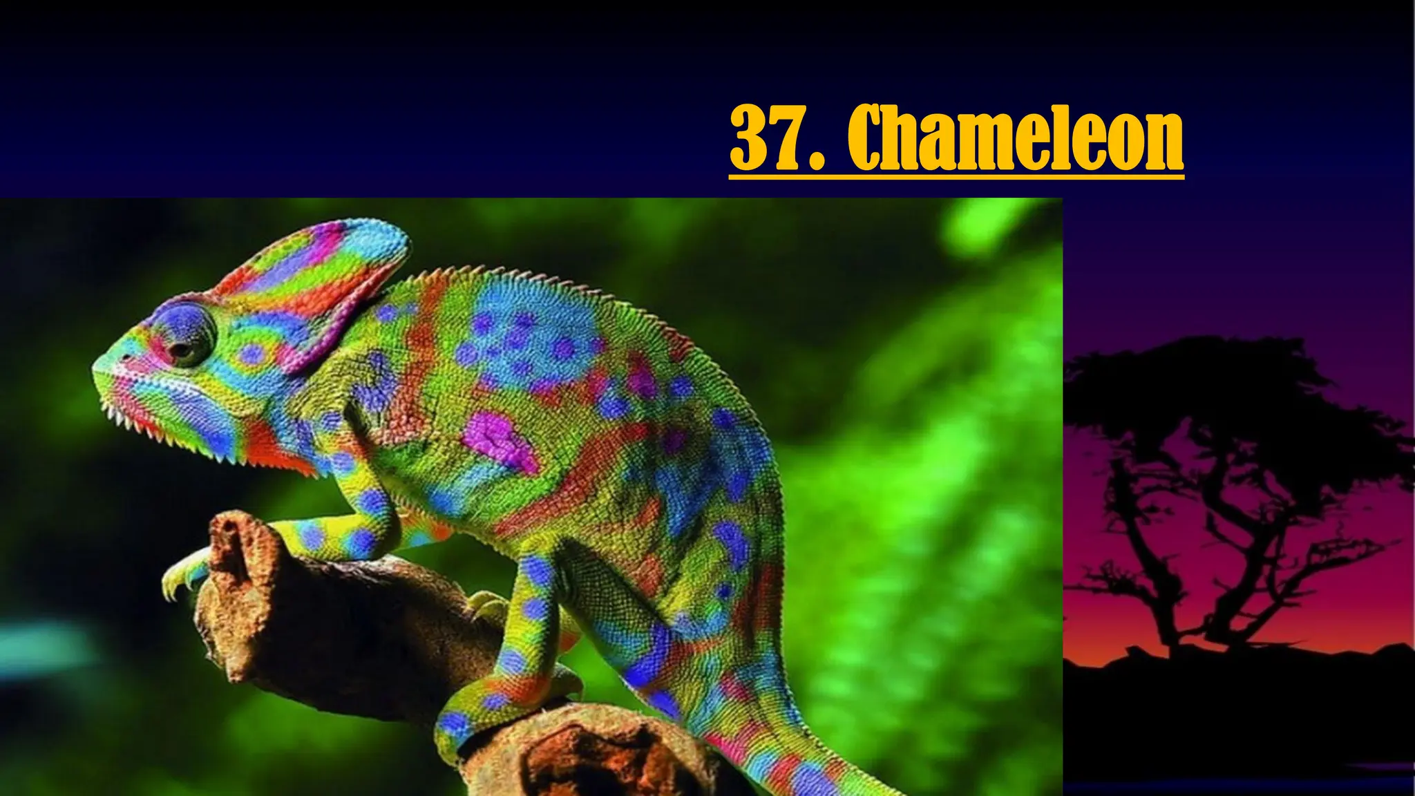 Classification of Animals - Vertebrates and Invertebrates with activity.pdf