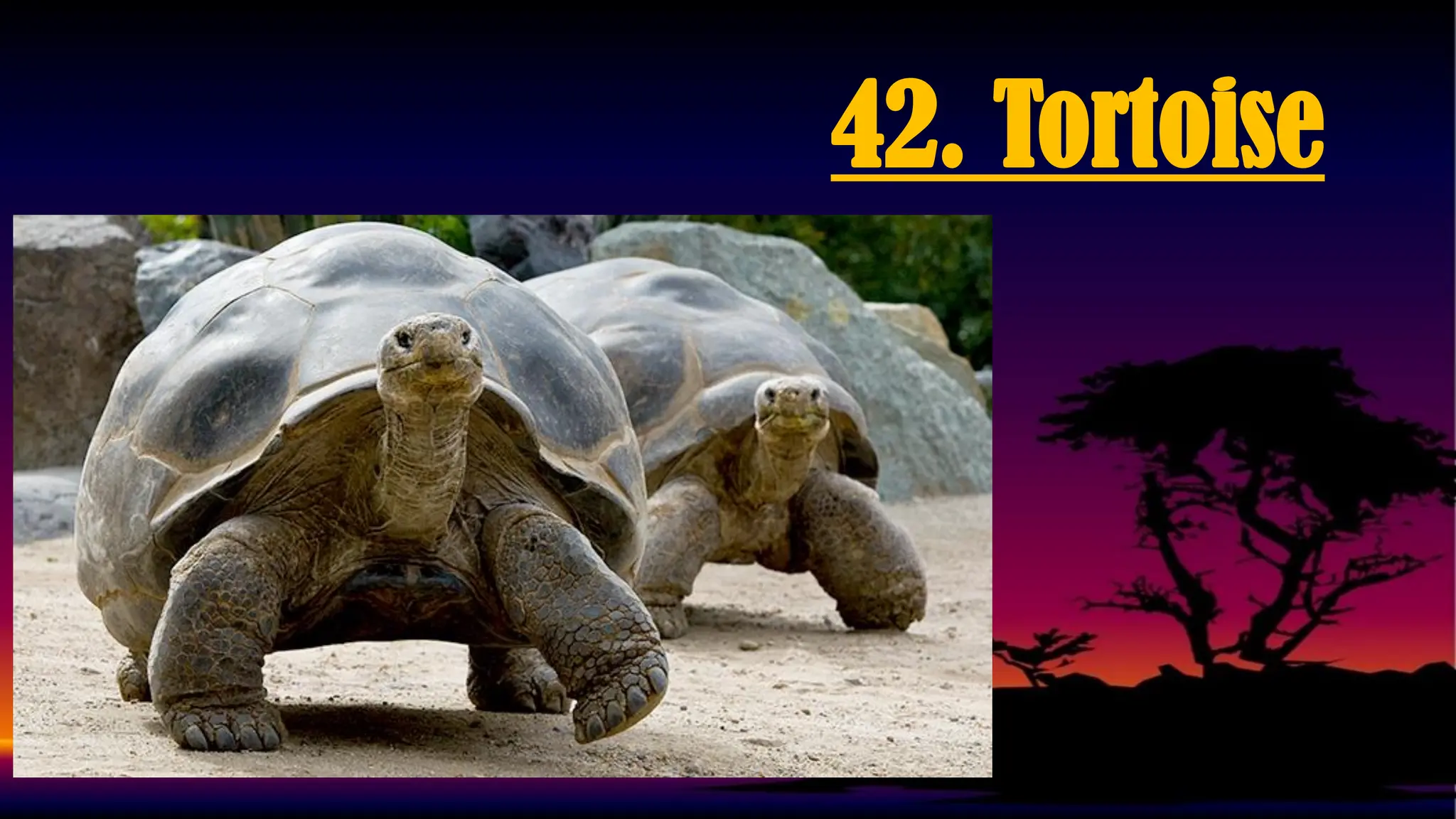 Classification of Animals - Vertebrates and Invertebrates with activity.pdf