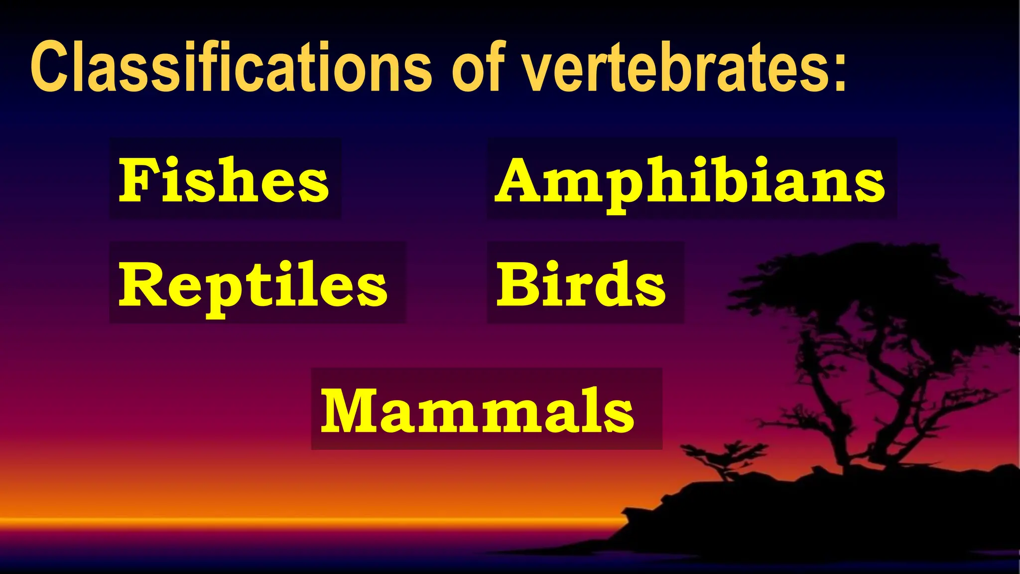 Classification of Animals - Vertebrates and Invertebrates with activity ...