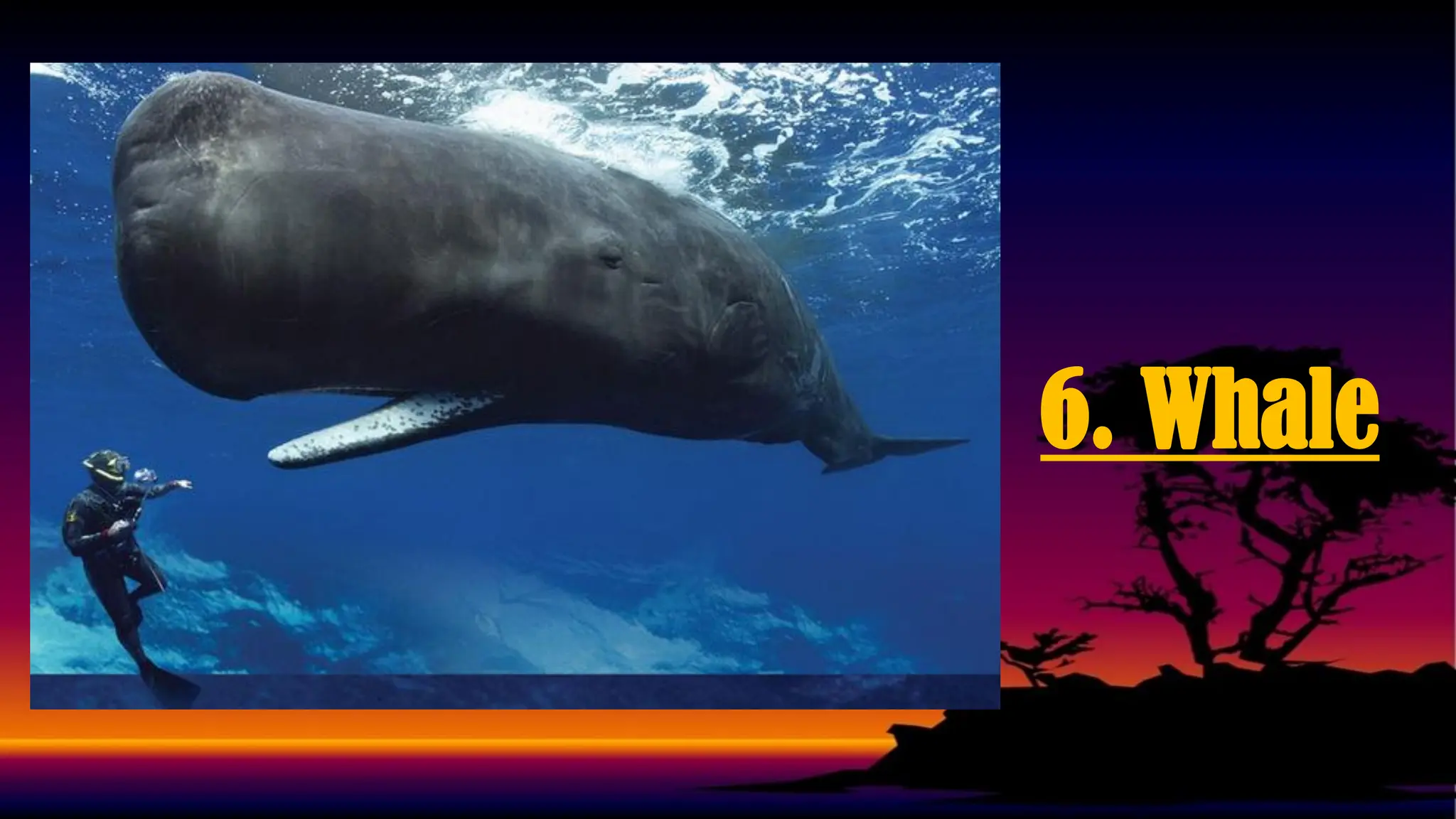 Classification of Animals - Vertebrates and Invertebrates with activity.pdf