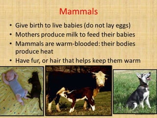 Classification of animals and plants tpt individual | PPTX