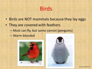 Classification of animals and plants tpt individual | PPTX
