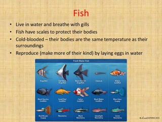 Classification of animals and plants tpt individual | PPTX