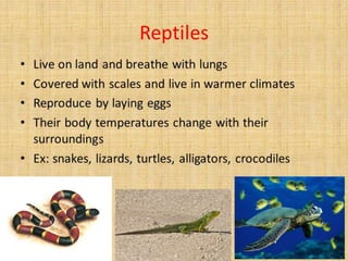Classification of animals and plants tpt individual | PPTX