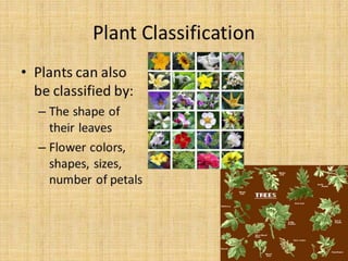 Classification of animals and plants tpt individual | PPTX