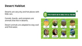 Classification Of Animals Based On Habitat For Grade 3 (1).pptx