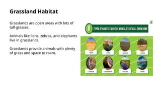 Classification Of Animals Based On Habitat For Grade 3 (1).pptx