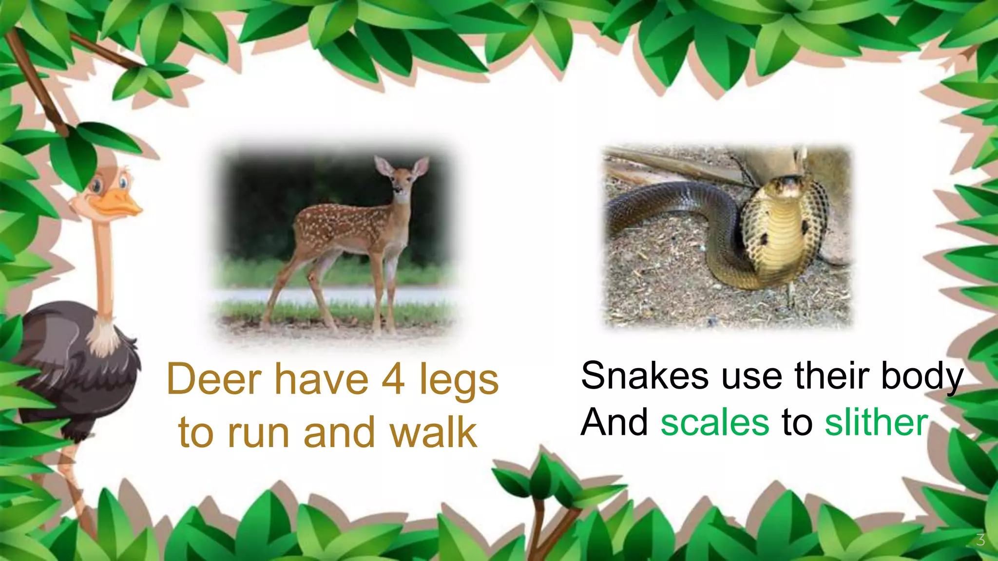 Classification of animals based on mobility and feeding habits | PPTX