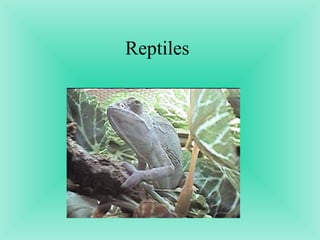 classification of animals good presentation.ppt