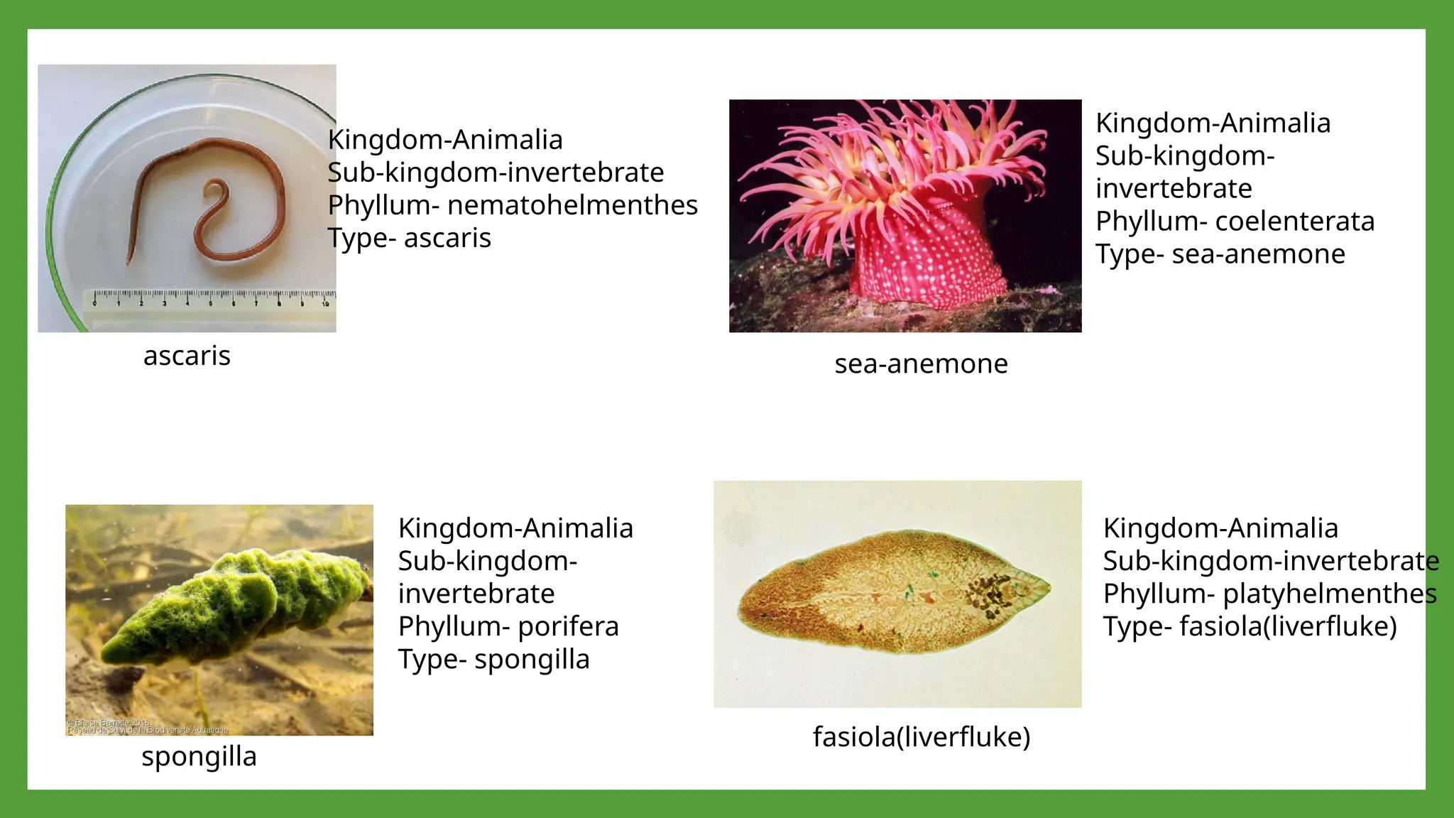 CLASSIFICATION OF ANIMALS . invertebrates and vertebrates. suitable for ...