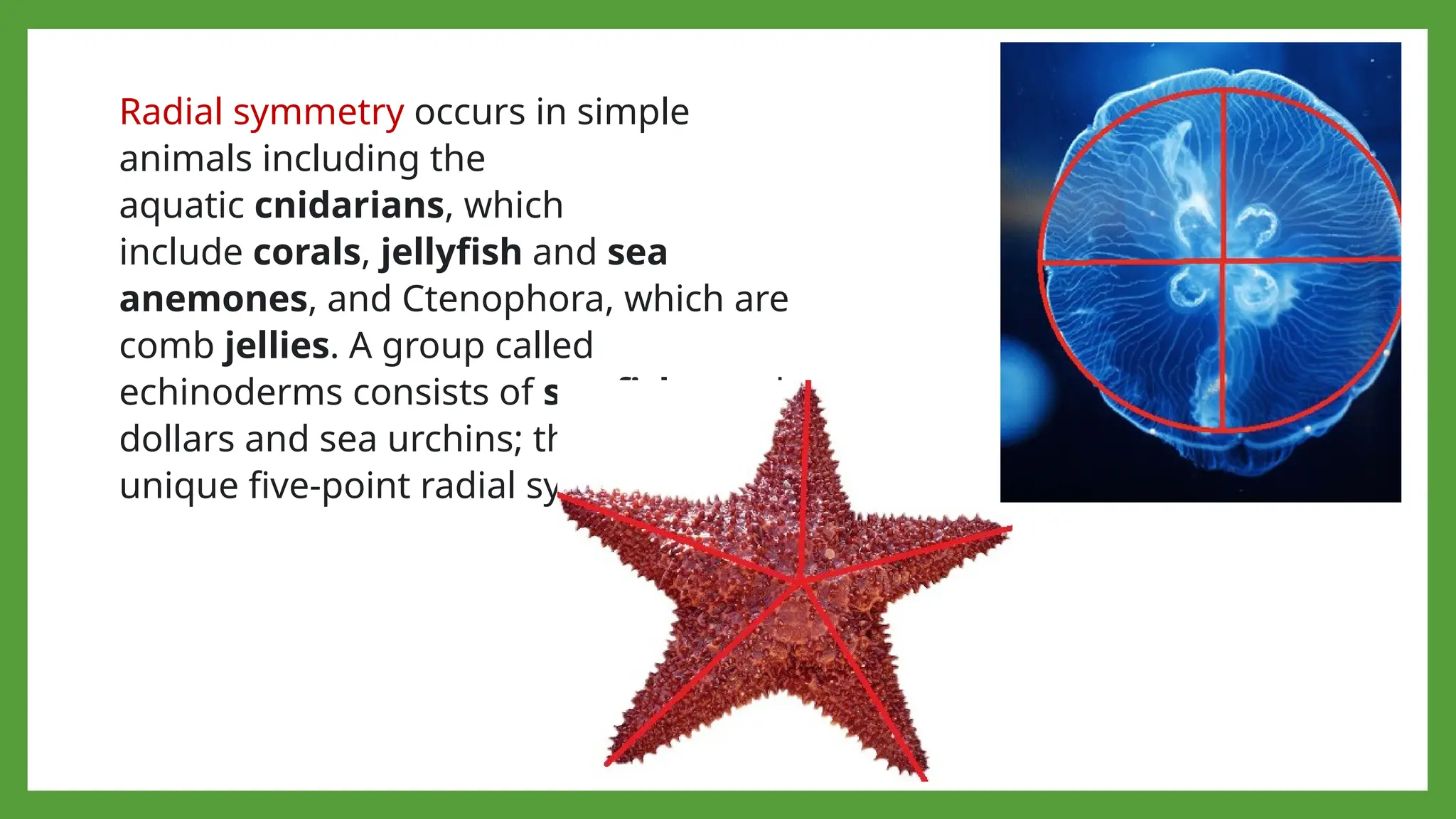 CLASSIFICATION OF ANIMALS . invertebrates and vertebrates. suitable for ...