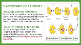 CLASSIFICATION OF ANIMALS . invertebrates and vertebrates. suitable for ...
