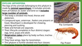CLASSIFICATION OF ANIMALS . invertebrates and vertebrates. suitable for ...