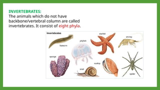 CLASSIFICATION OF ANIMALS . invertebrates and vertebrates. suitable for ...