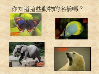 Classificationofanimals(sung cheuk fan) | PPT