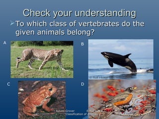 Classification of animals with lesson plan | PPT