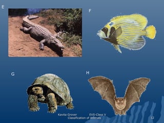 Classification of animals with lesson plan | PPT
