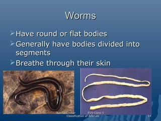 Classification of animals with lesson plan | PPT