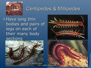 Classification of animals with lesson plan | PPT
