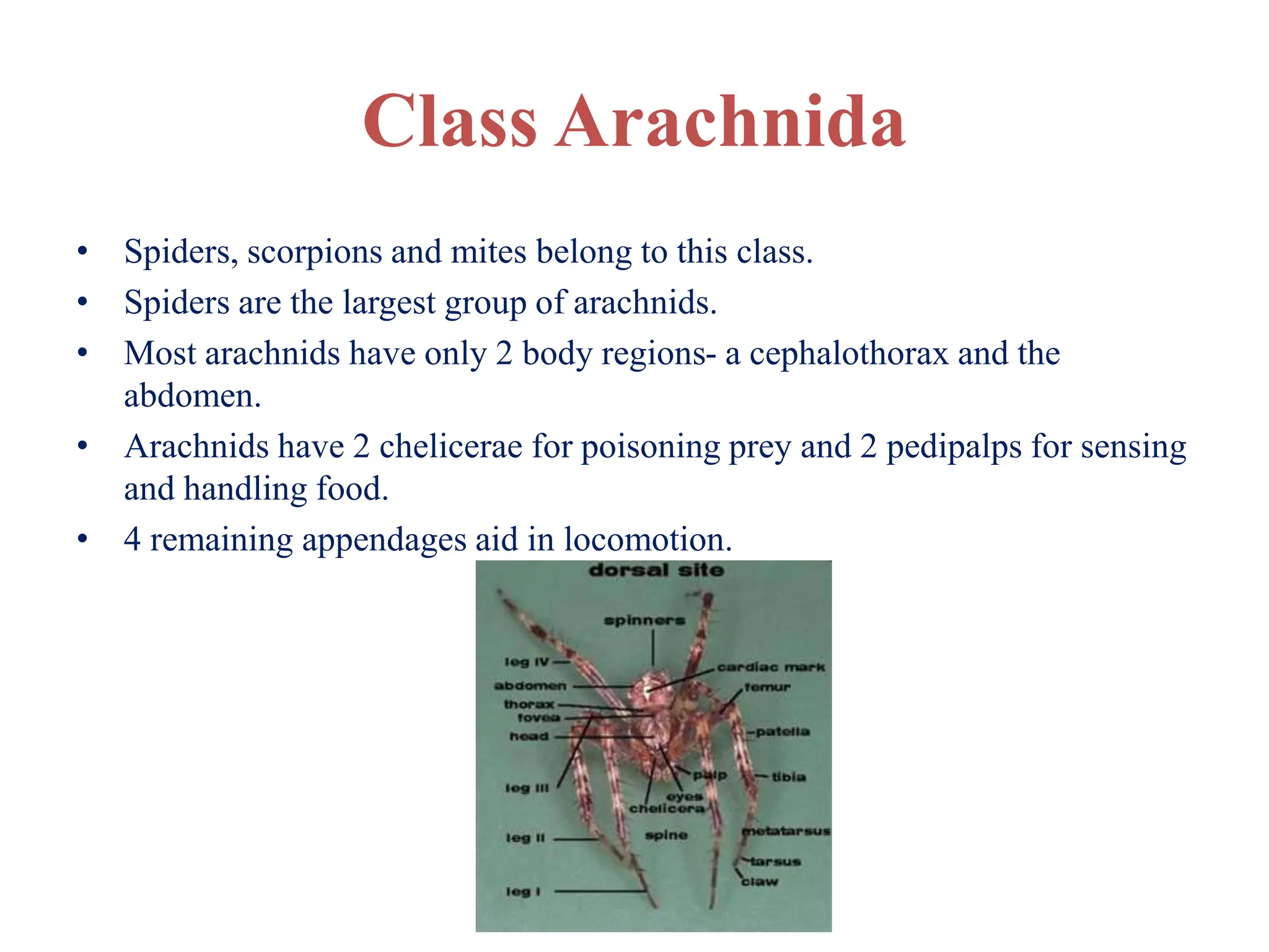 Classification of Arthopoda pdf new file bsc chemistry b | PPT
