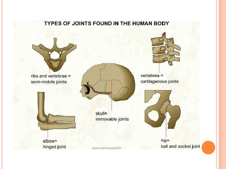 Classification of articulations