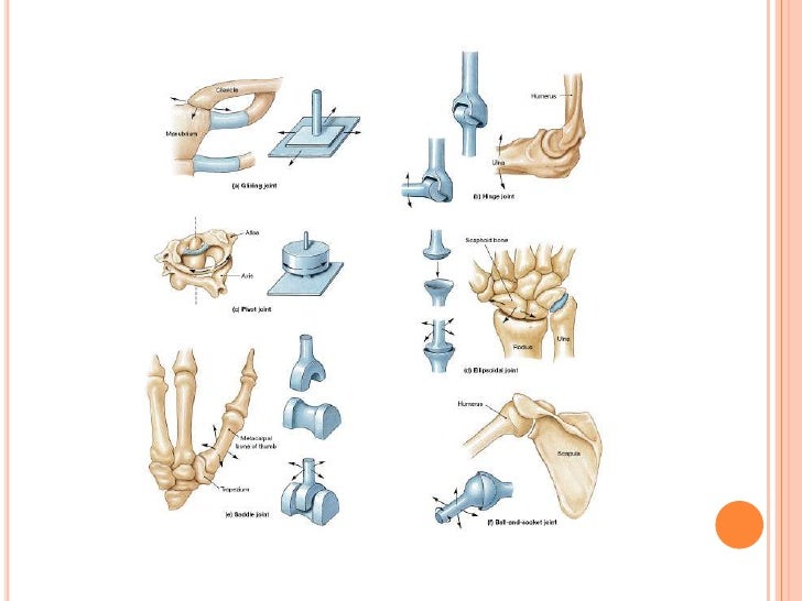 Classification of articulations