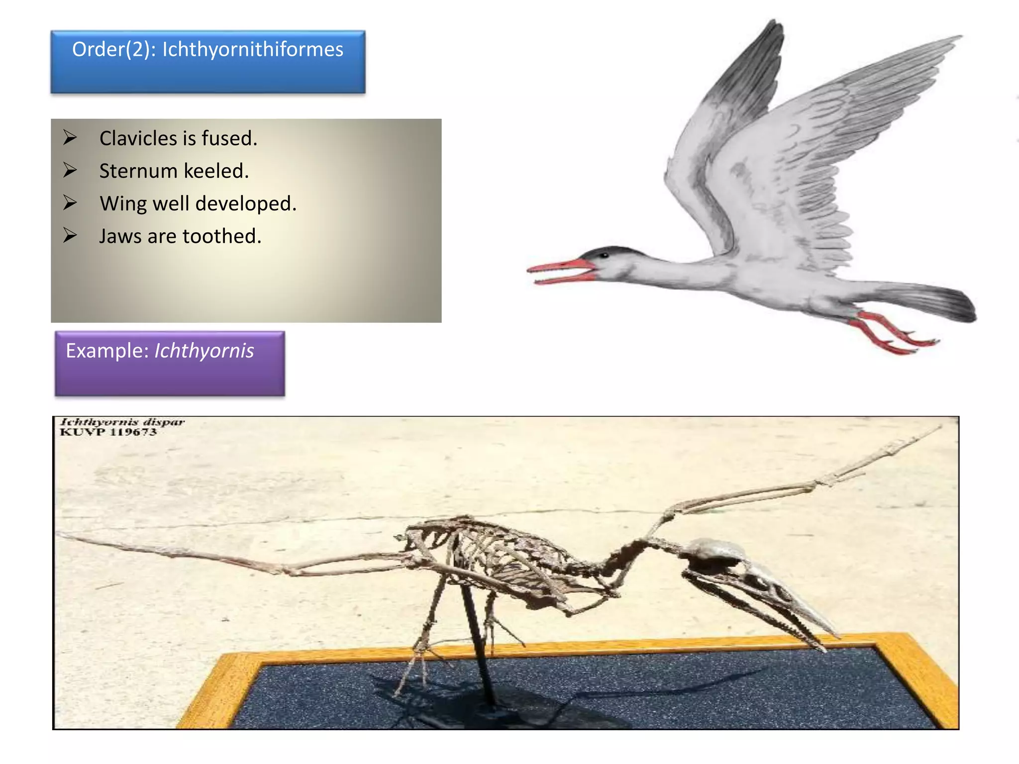 Classification of aves | PPTX