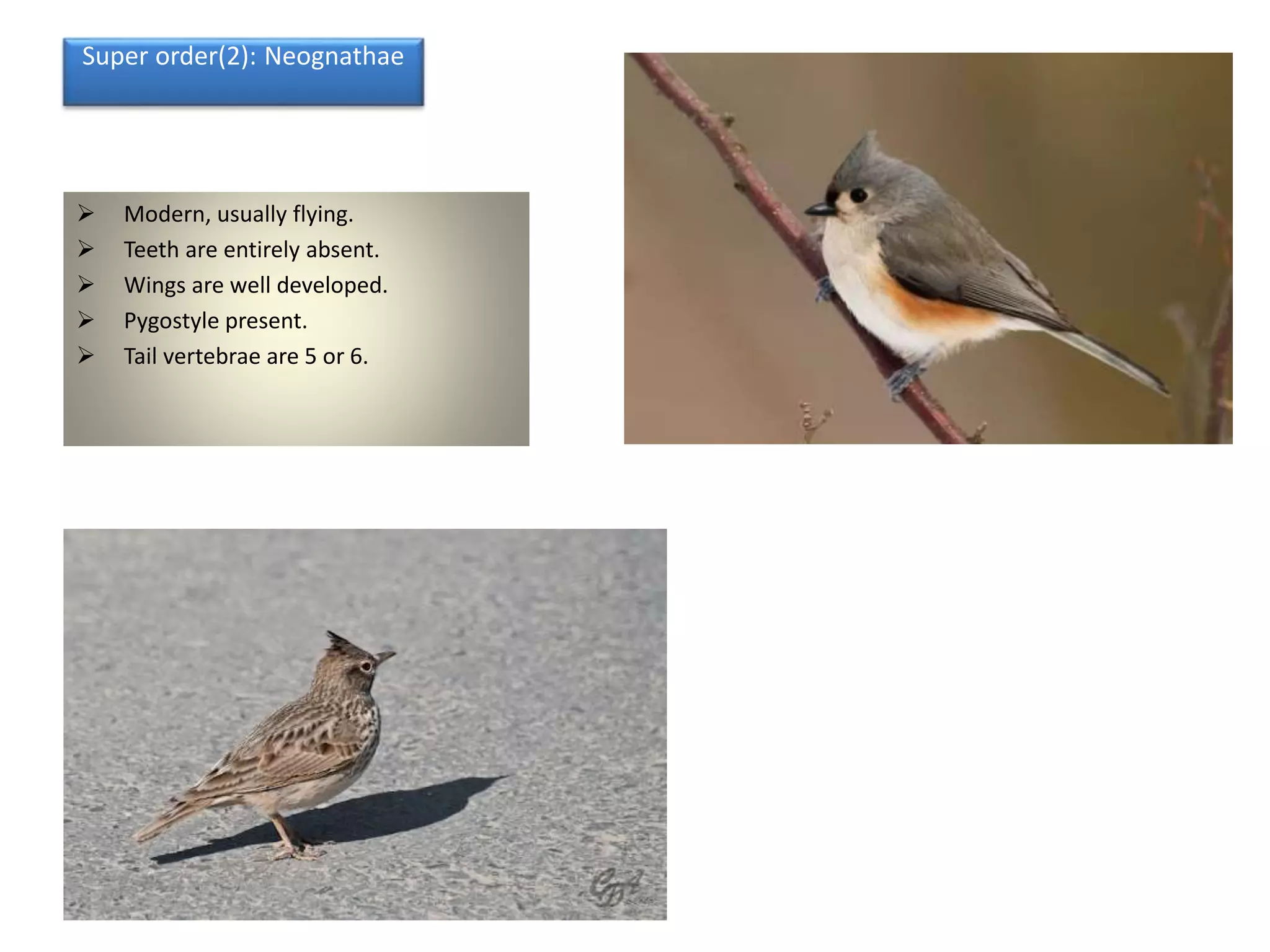 Classification of aves | PPTX