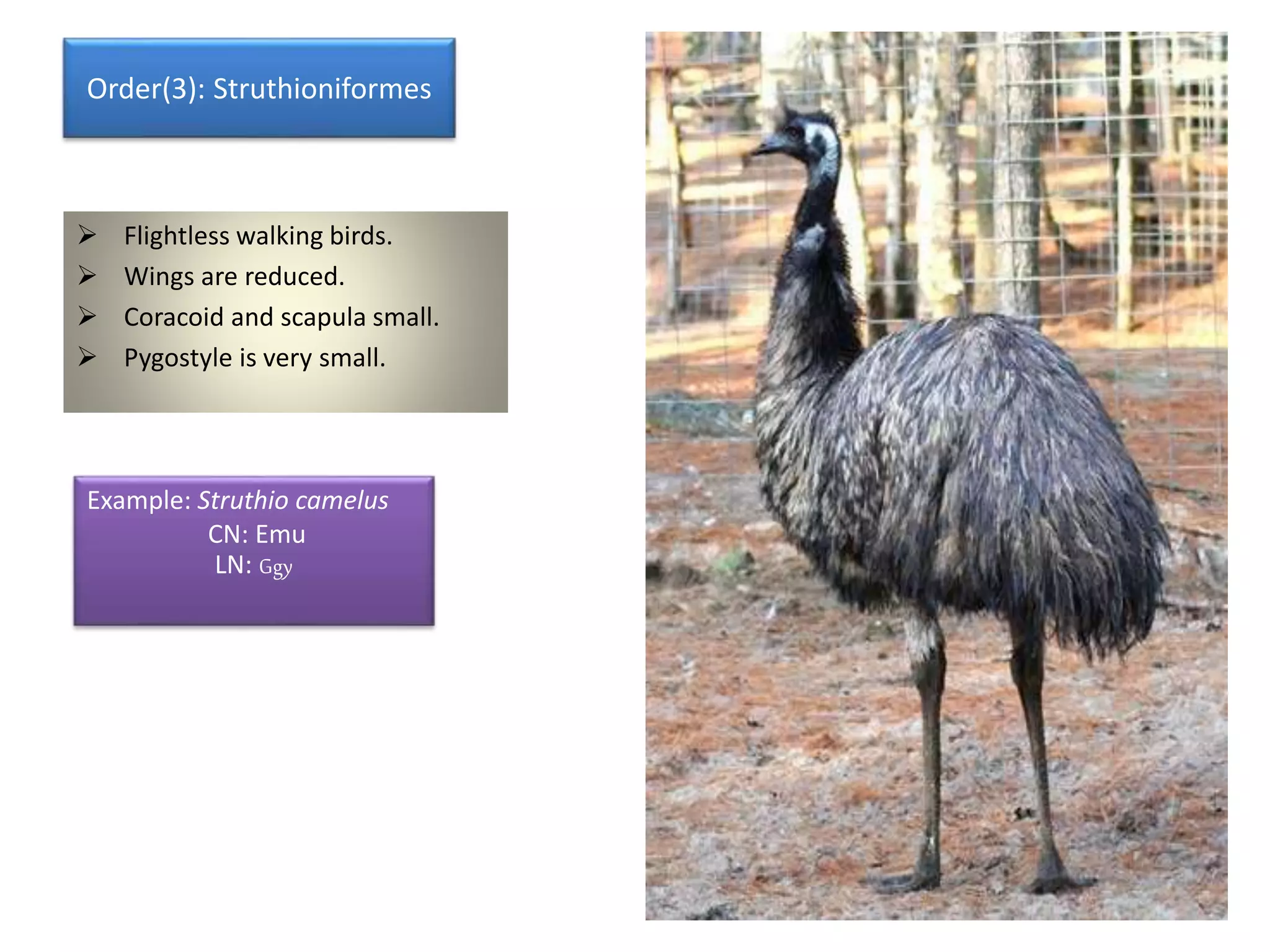 Classification of aves | PPTX
