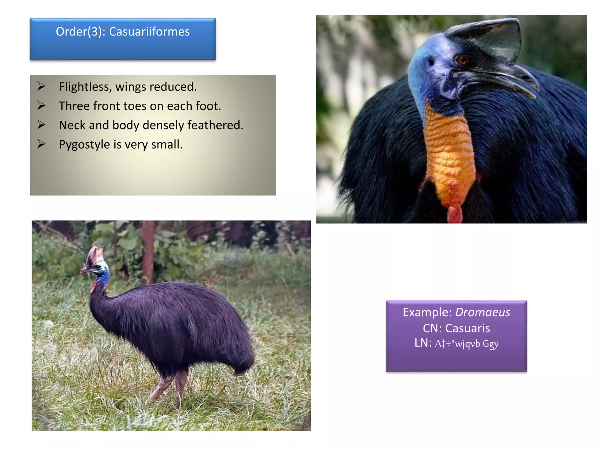 Classification of aves | PPTX