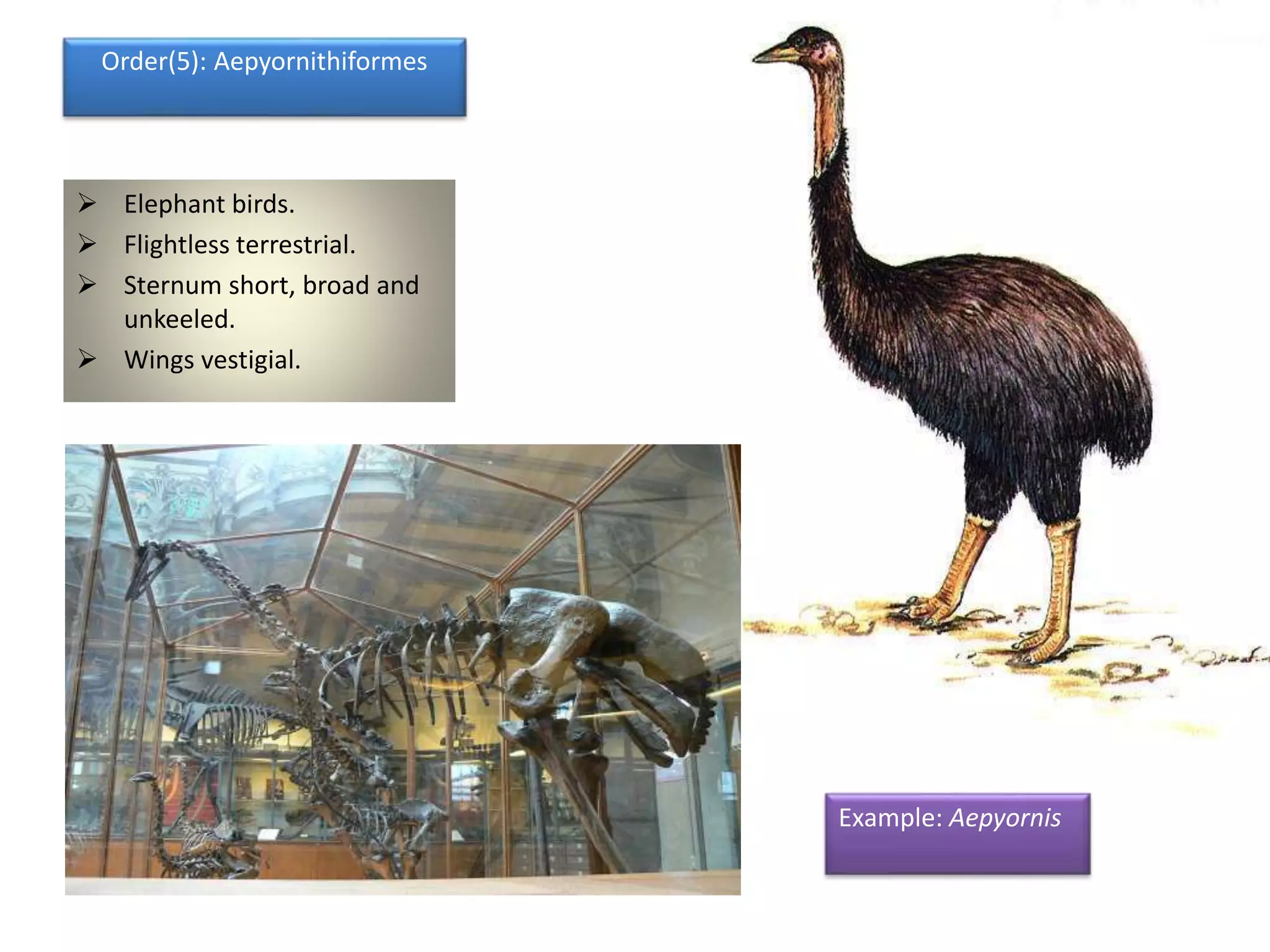 Classification of aves | PPTX