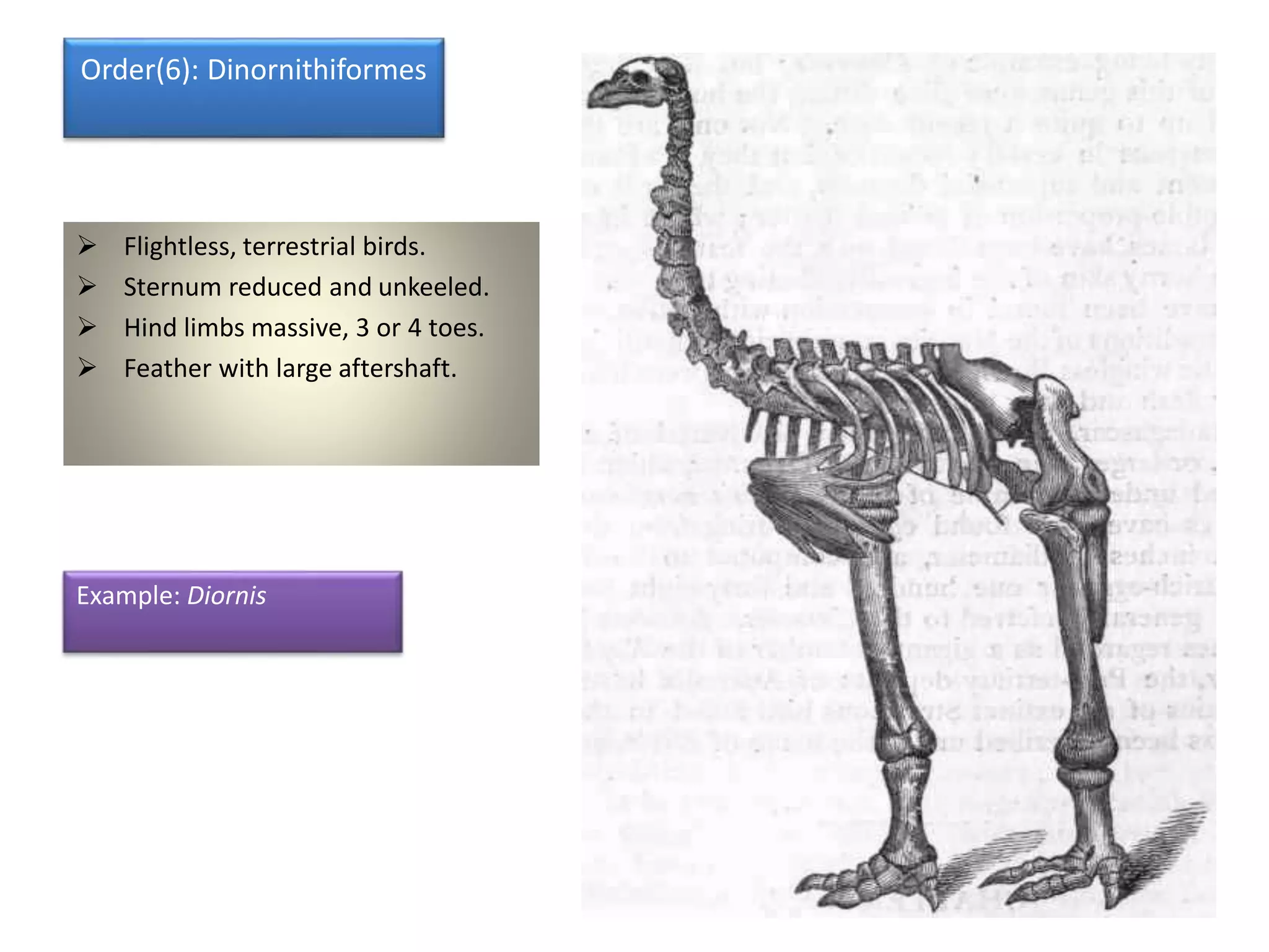 Classification of aves | PPTX