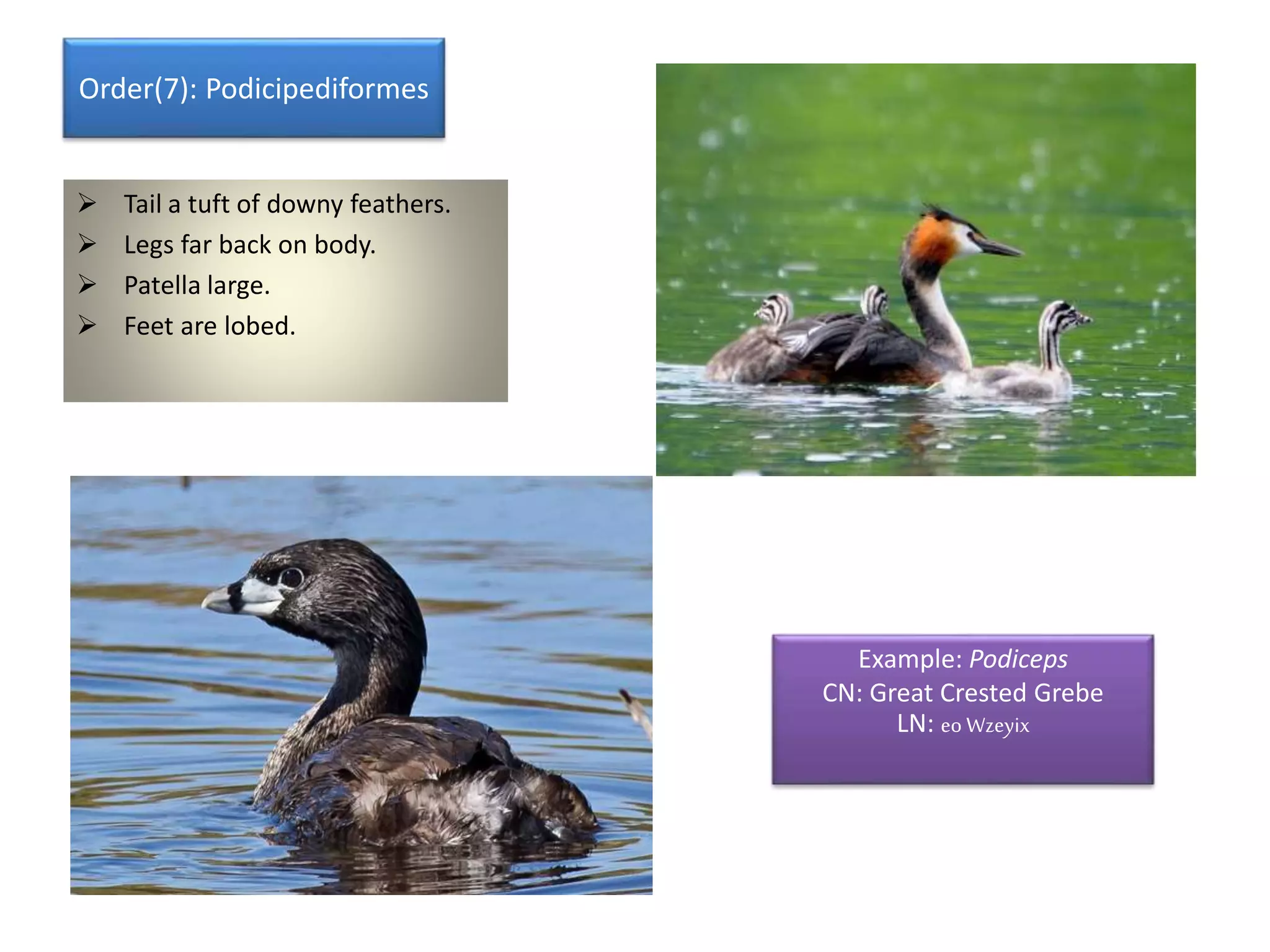Classification of aves | PPTX