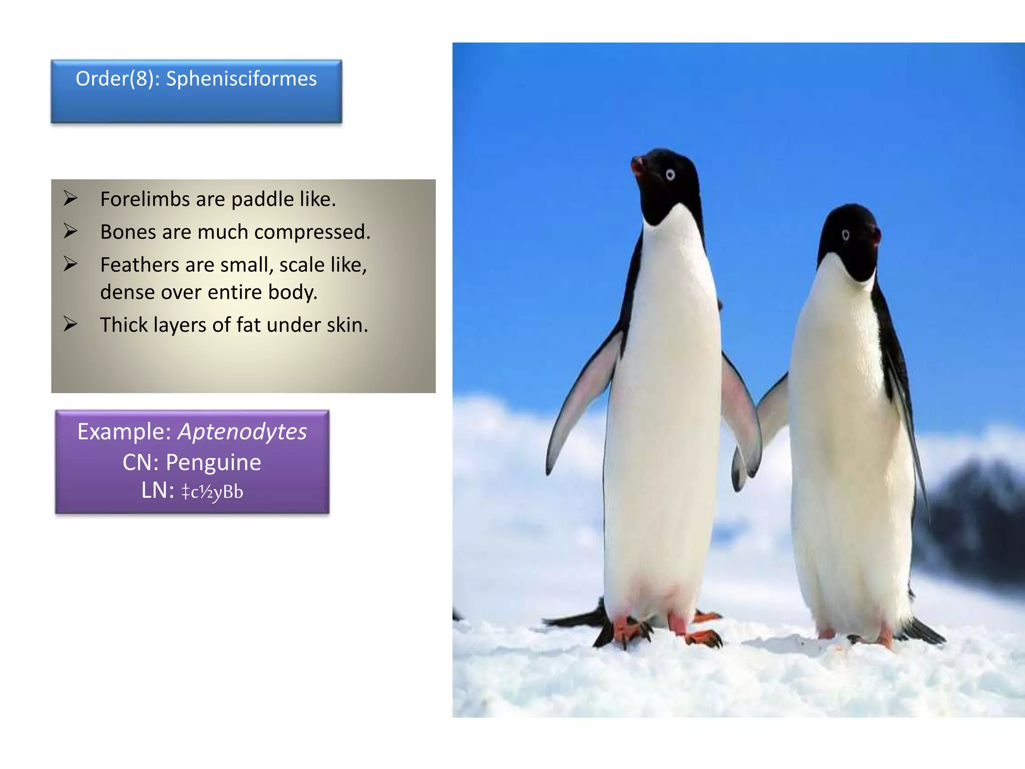 Classification of aves | PPTX