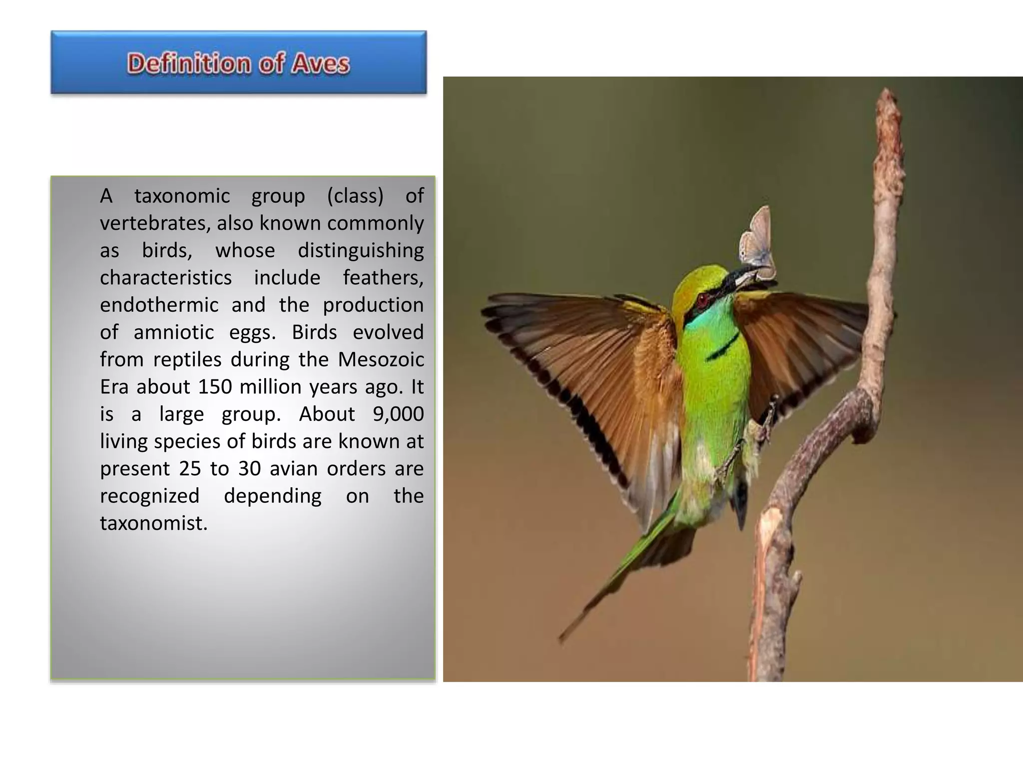 Classification of aves | PPTX