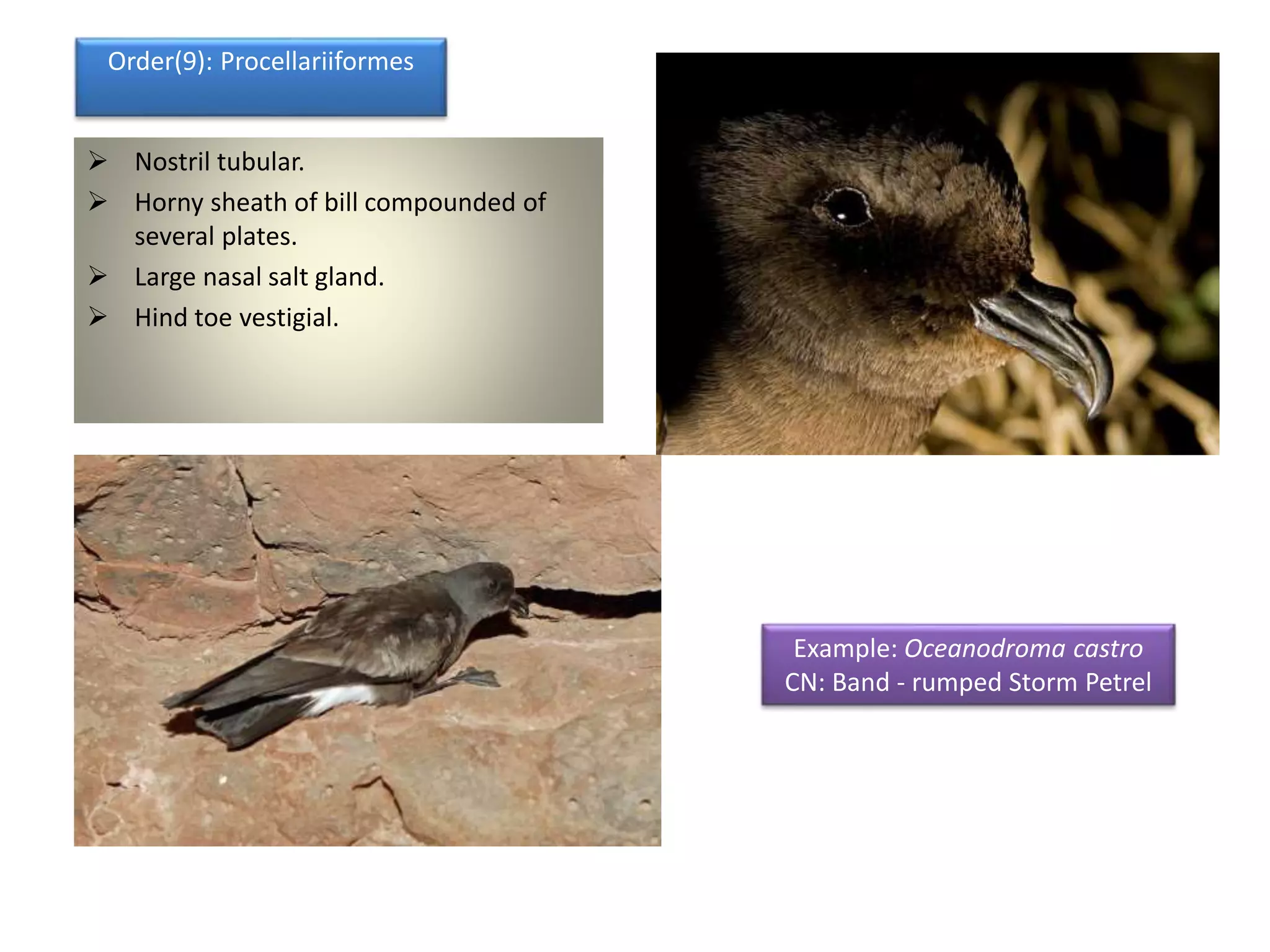 Classification of aves | PPTX