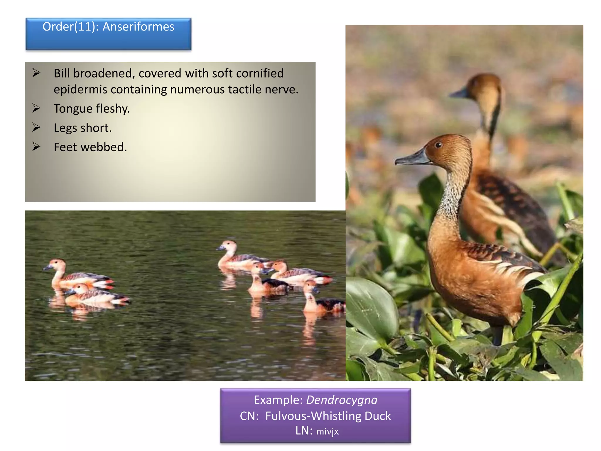 Classification of aves | PPTX