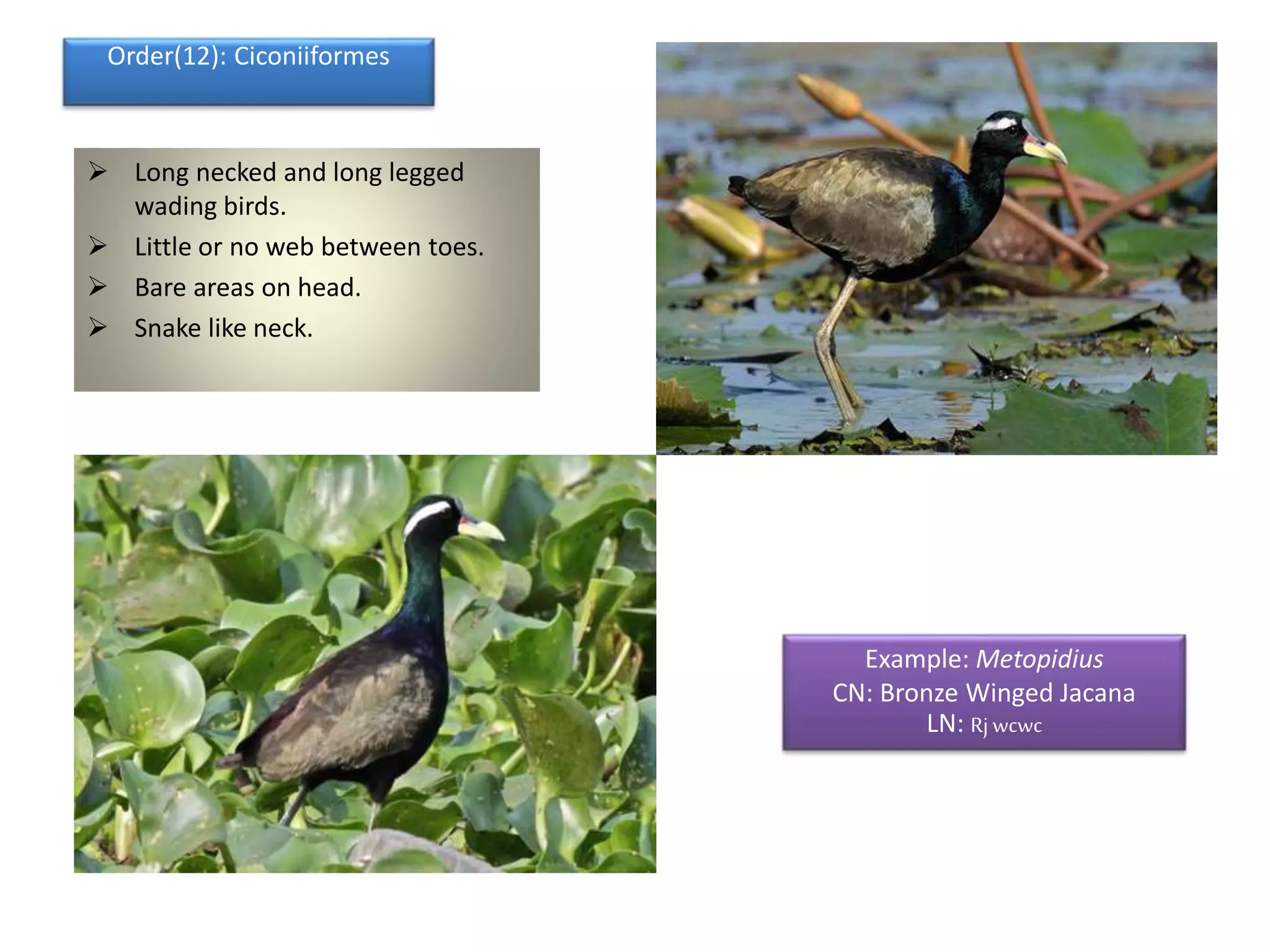 Classification of aves | PPTX